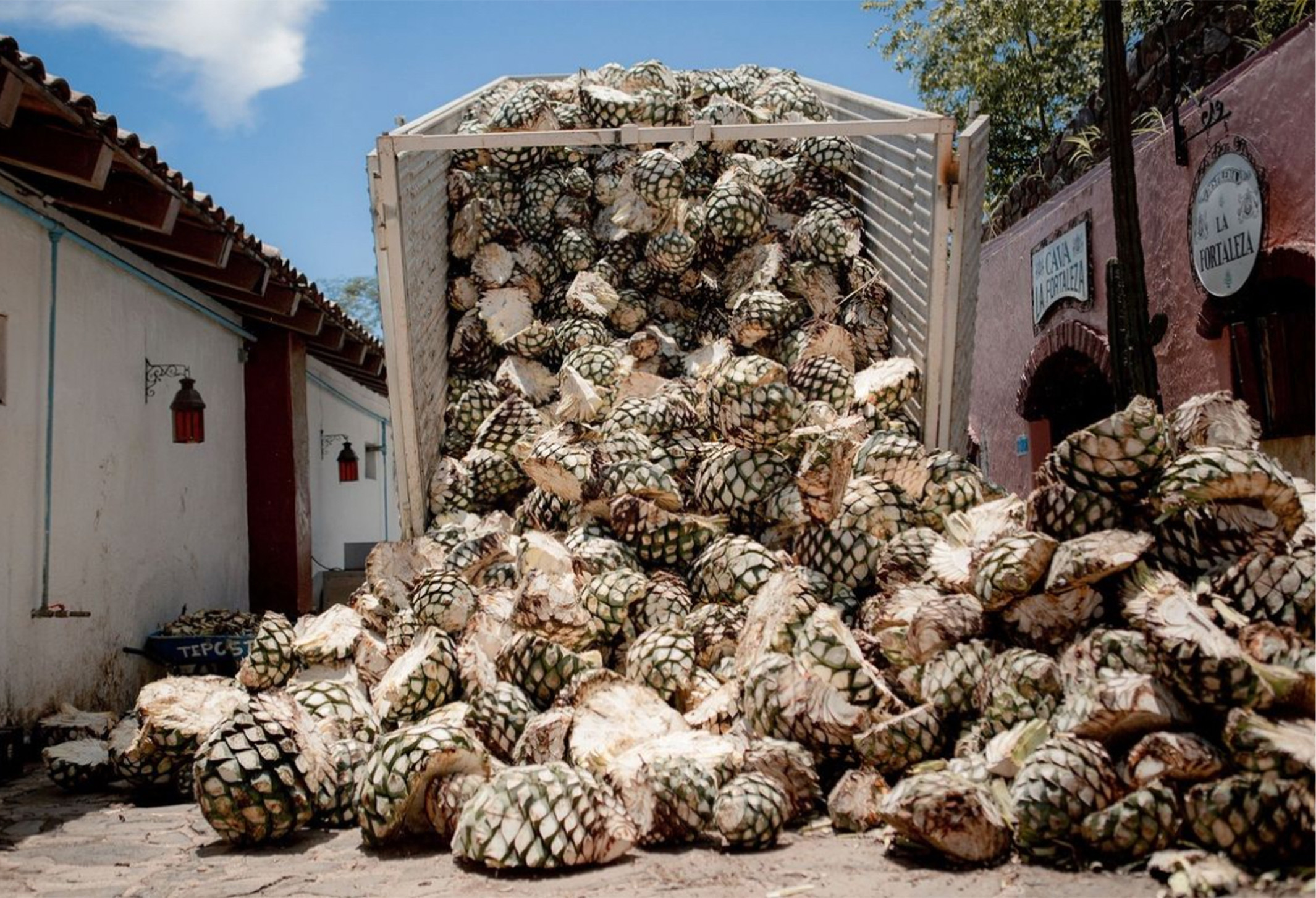 5 unmissable tequila distillery tours in the heart of agave country