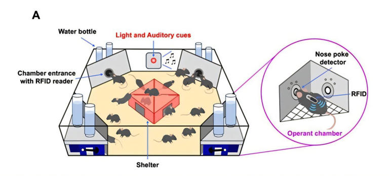 Assessing spontaneous behavioral changes in a mouse model of schizophrenia