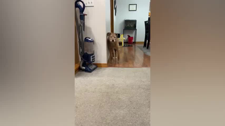 Senior dog is called 'old' by owner, viewers obsessed with his response