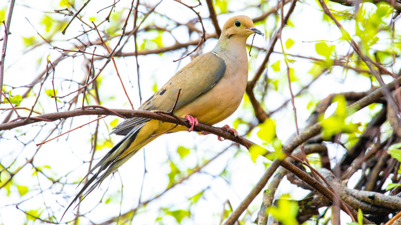 11 plants that are most likely to bring mourning doves to your yard