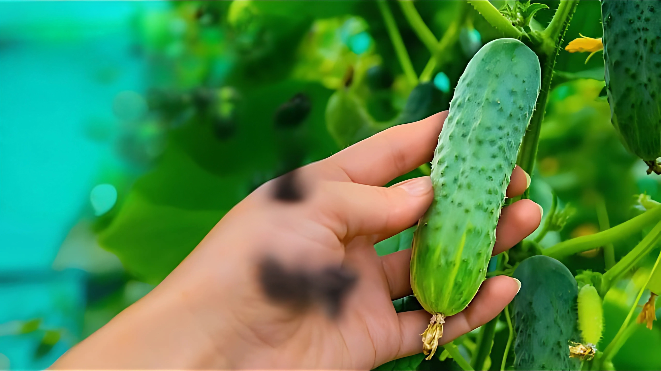 How to Grow Cucumbers from Seed to Harvest | Complete Growing Guide