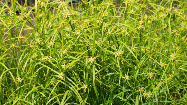 15 Native Sedges That Outcompete Invasive Weeds