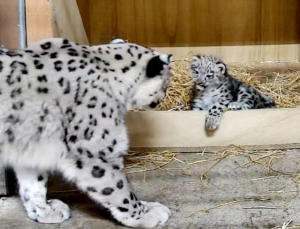 Newborn snow leopard cub takes first steps