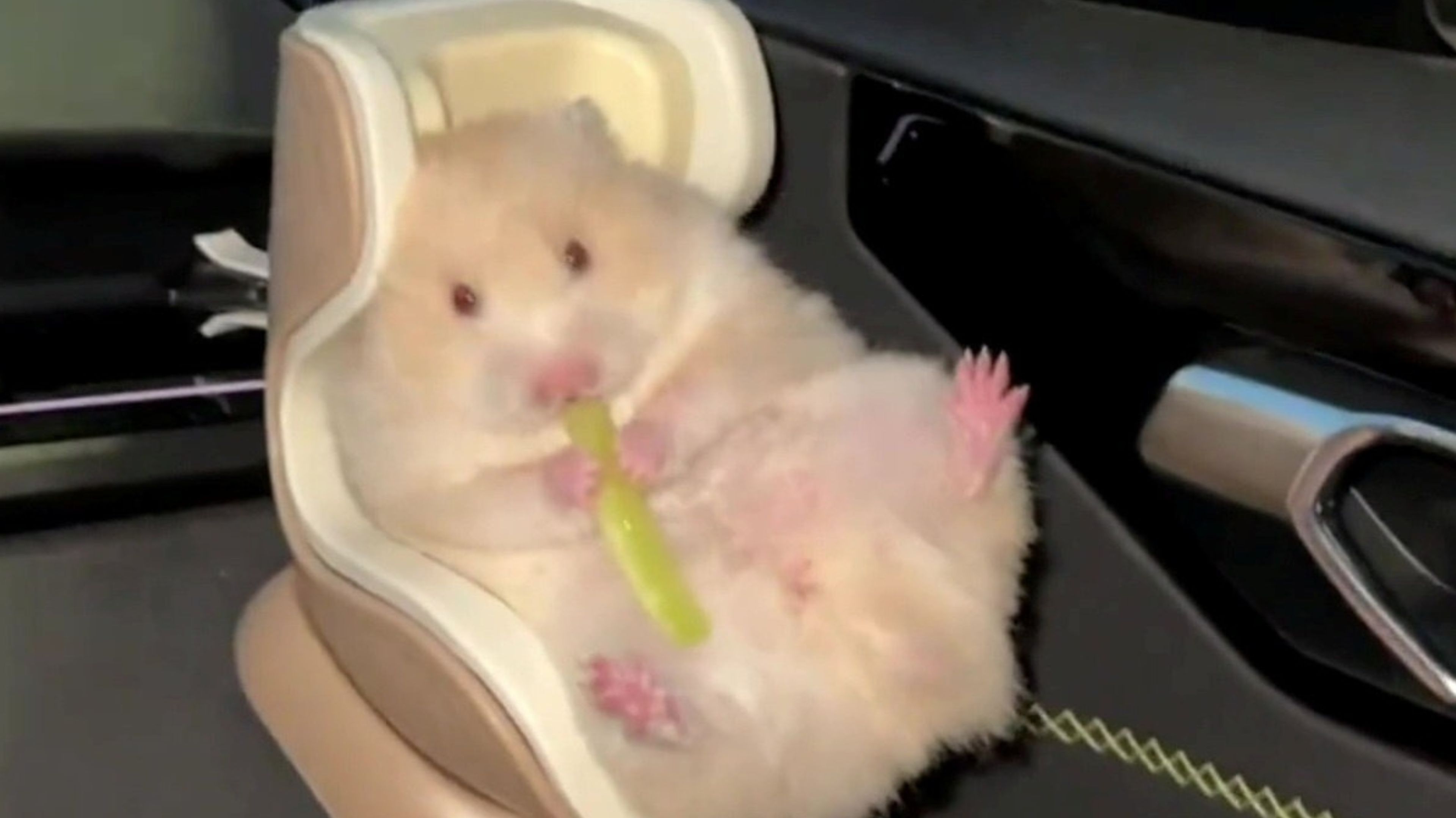 Hamster lounges in custom car seat while snacking on candy
