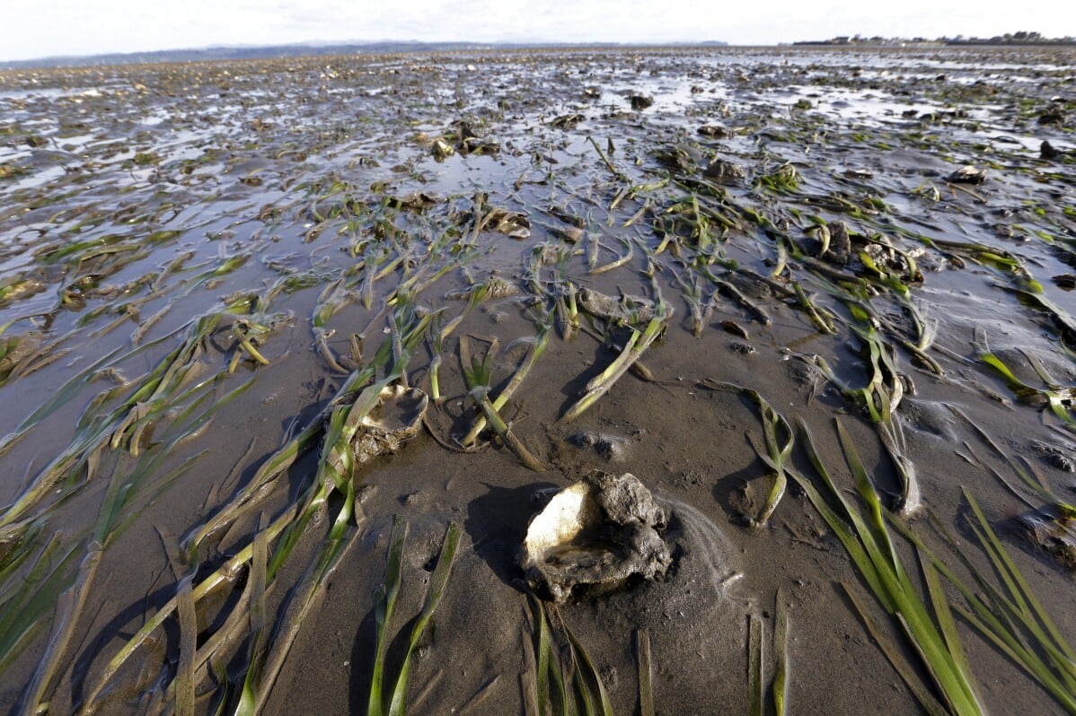 Vashon Island beaches closed for shellfish harvesting. Here’s why.