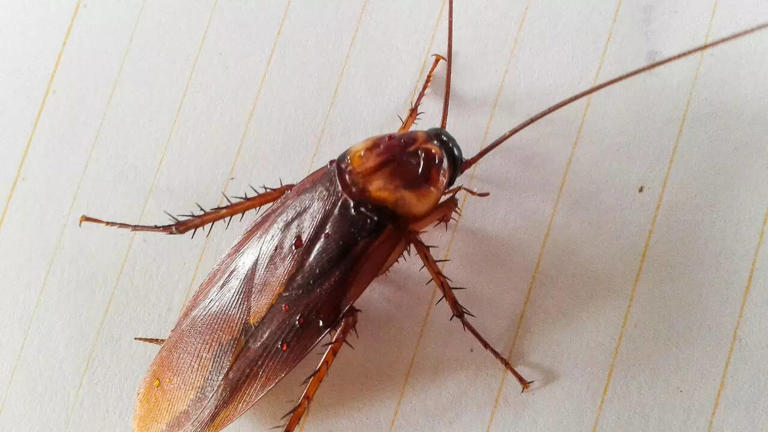 8 incredible animals that can survive in outer space