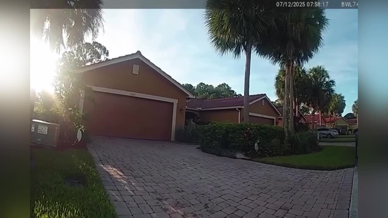 Police catch giant alligator on family's driveway in Florida