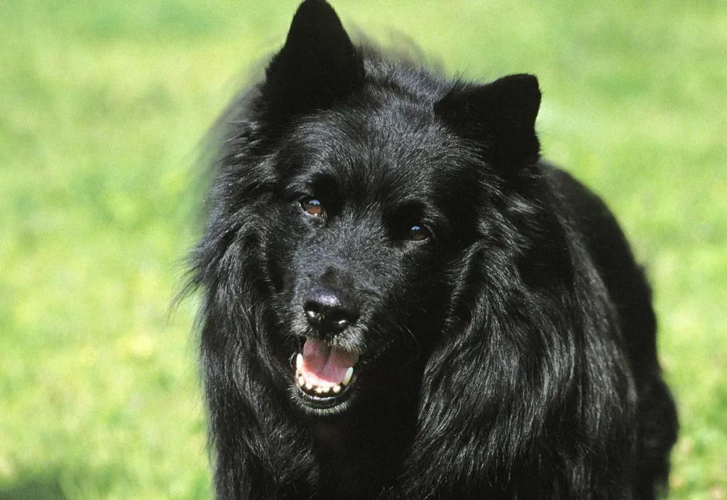 29 Fluffy Dog Breeds You’ll Want to Cuddle Forever