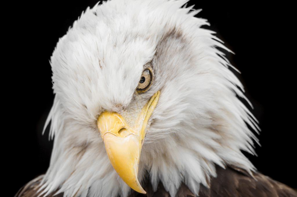 10 Weird Bald Eagle Habits That Will Surprise You