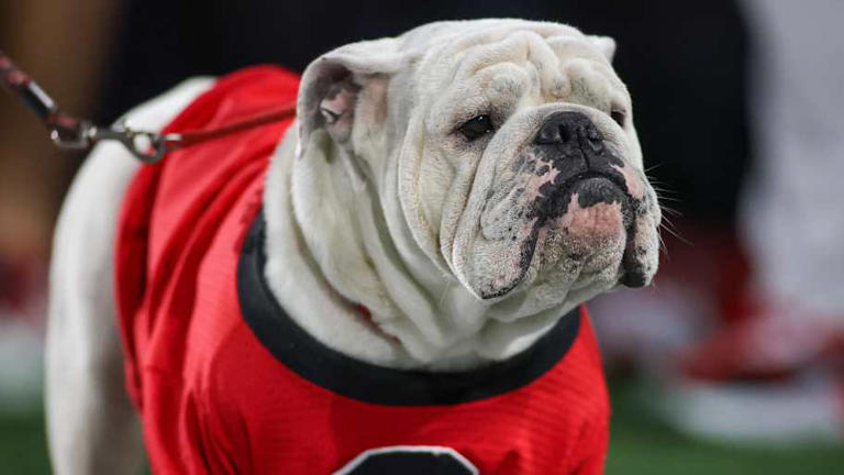 Georgia Bulldogs Mascot 'Uga' Ranked No. 1 Live Animal Mascot in ...