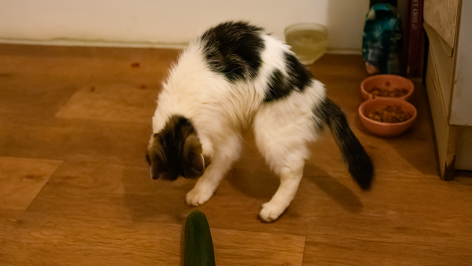 Cat freaks out over cucumber surprise | Funny scared cat clip