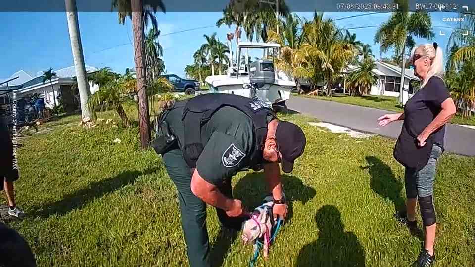 Runaway Pigs Surprise Fort Myers Neighbourhood