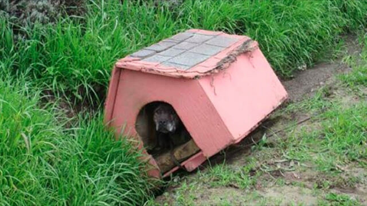 Abandoned Dog House in Ditch Reveals a Chilling Discovery