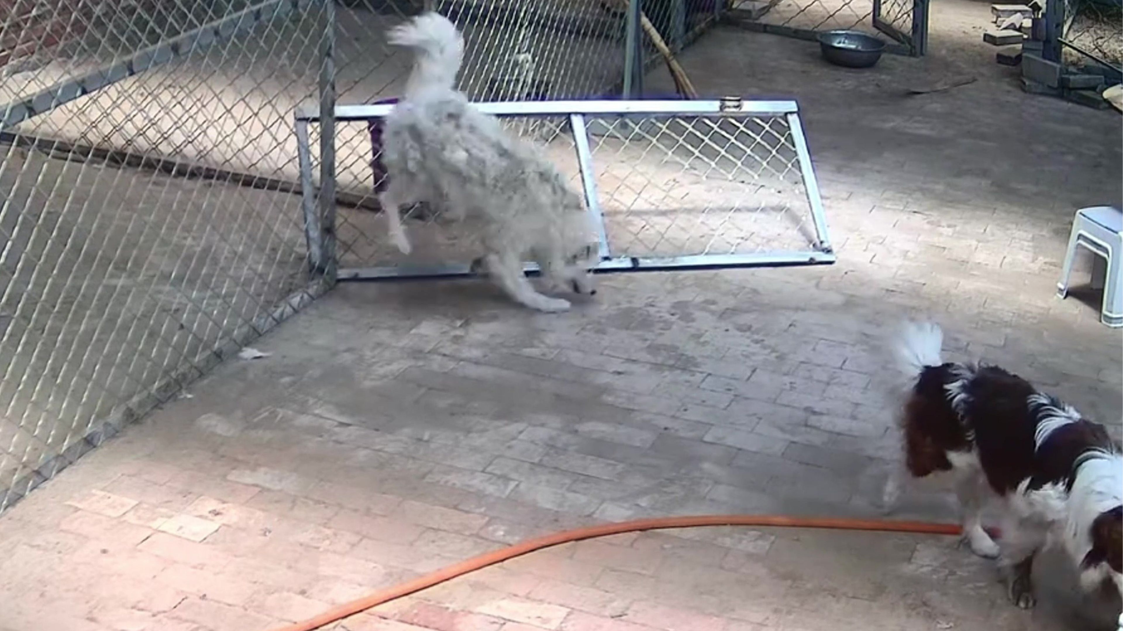 Mission impawsible: Dogs team up for daring cage breakout