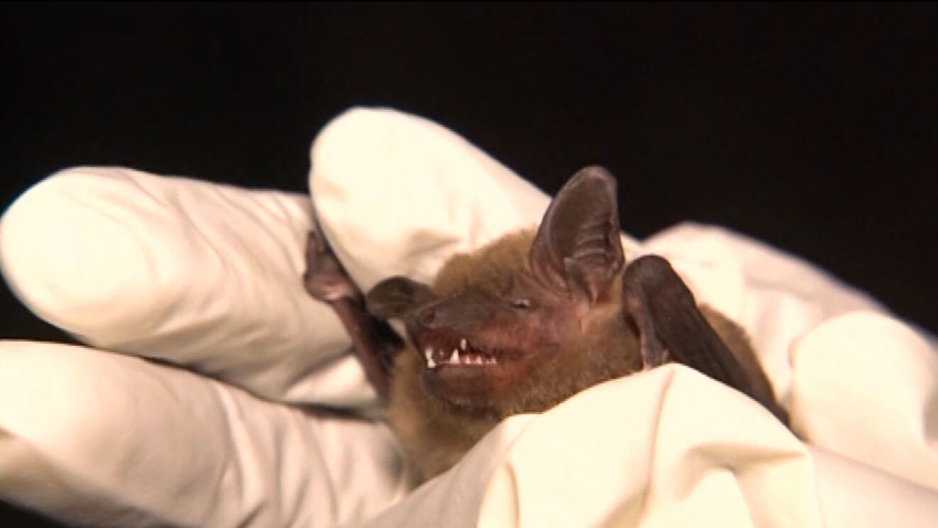 1st rabies case of season in Franklin County, New York