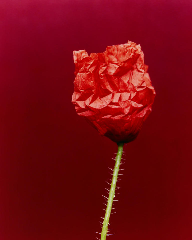 The Last Living Monet