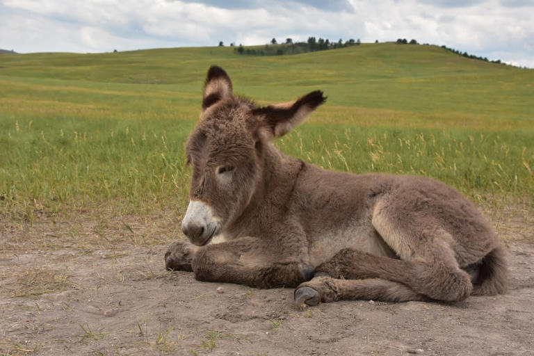 Tiny Miniature Donkey Who Loves Being Held Like a Human Baby Is ...