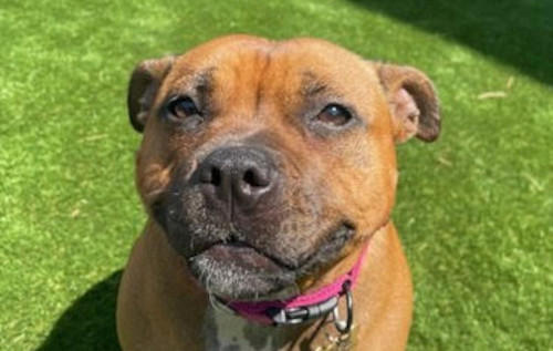These 30 cute dogs at Holly Hedge Animal Sanctuary looking for homes in ...
