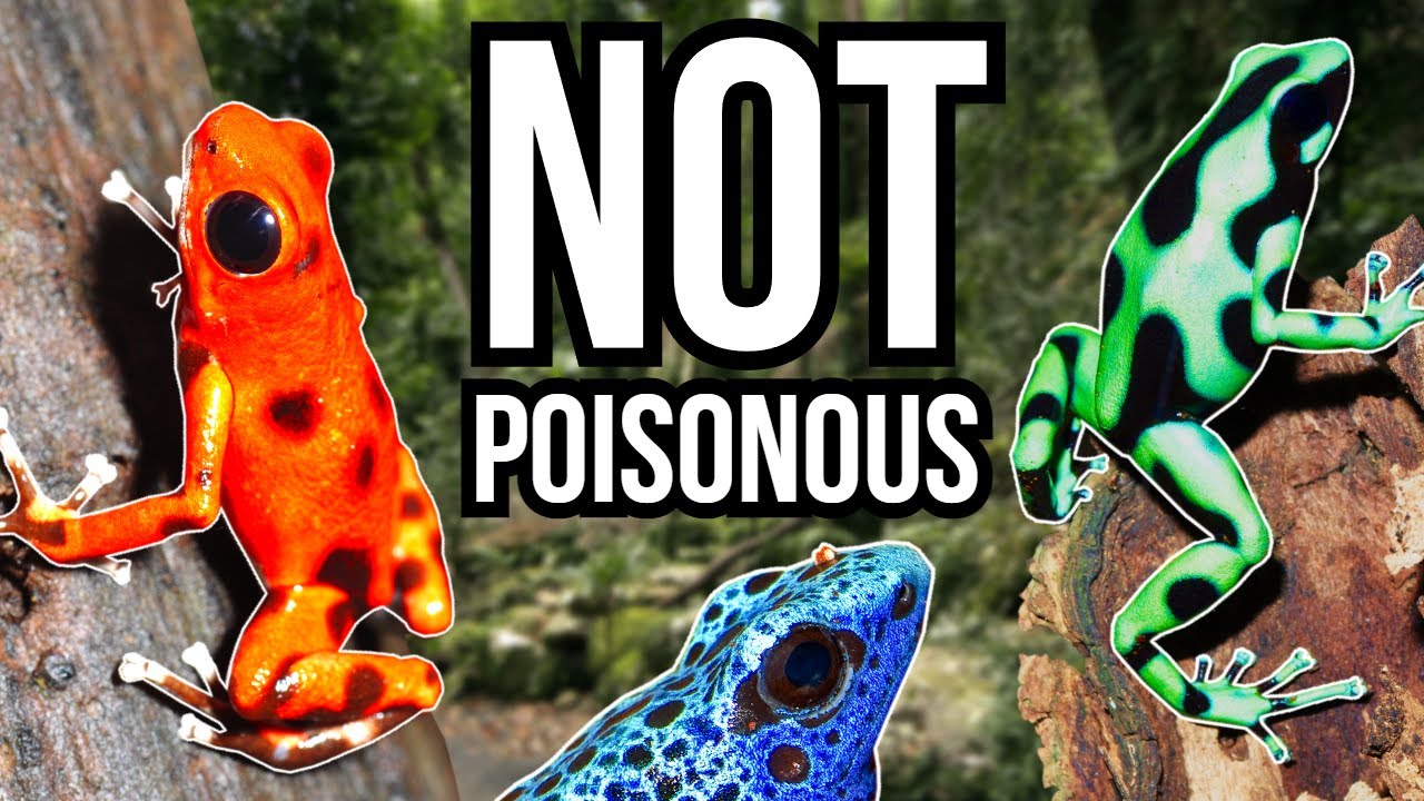 3 Incredibly Toxic Animals That Aren't Actually Poisonous