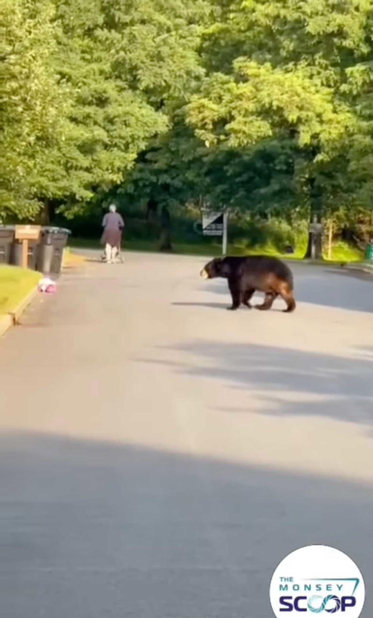 Watch: Bear walks near woman pushing stroller on quiet Rockland street