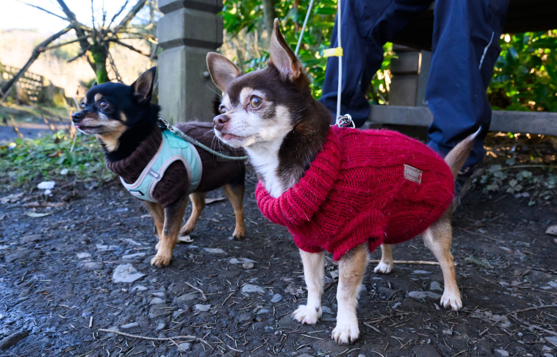 Razas de perros: lo que debes saber antes de adoptar