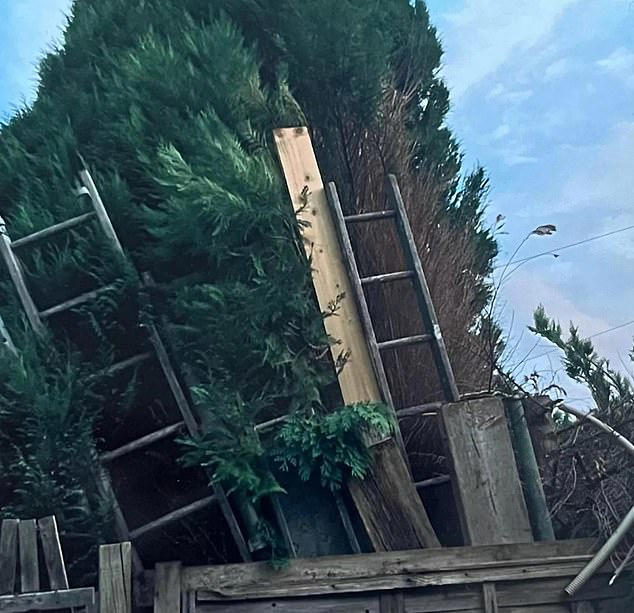 Couple celebrate victory after five-year tree row with neighbours