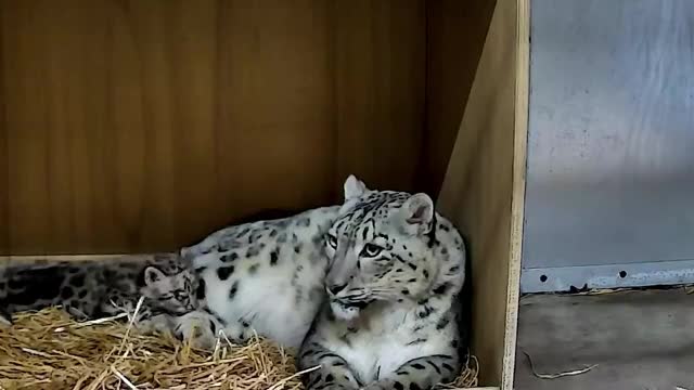Hidden camera captures first glimpse of rare snow leopard born at UK zoo