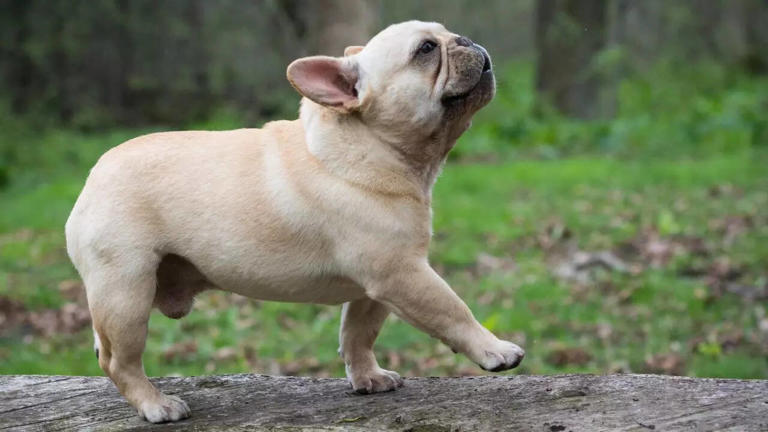 7 unique dog breeds without tails