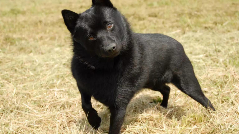7 unique dog breeds without tails