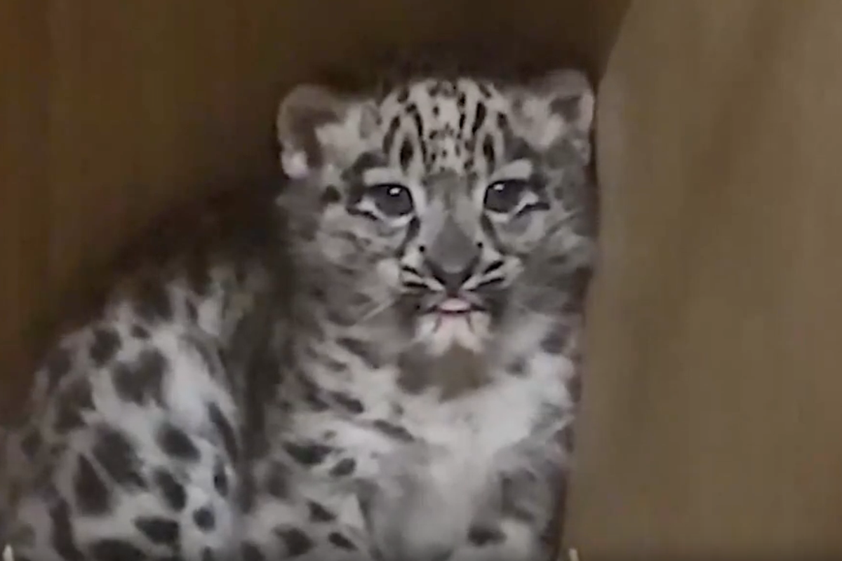 First glimpse of rare snow leopard born at UK zoo