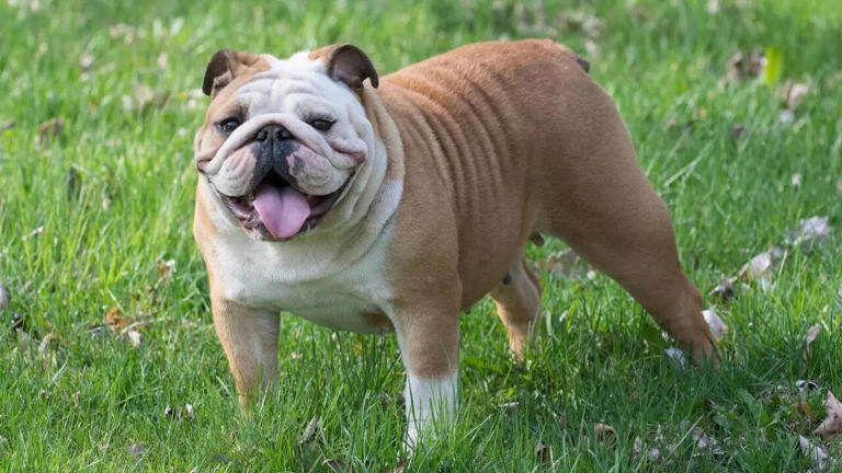 7 unique dog breeds without tails