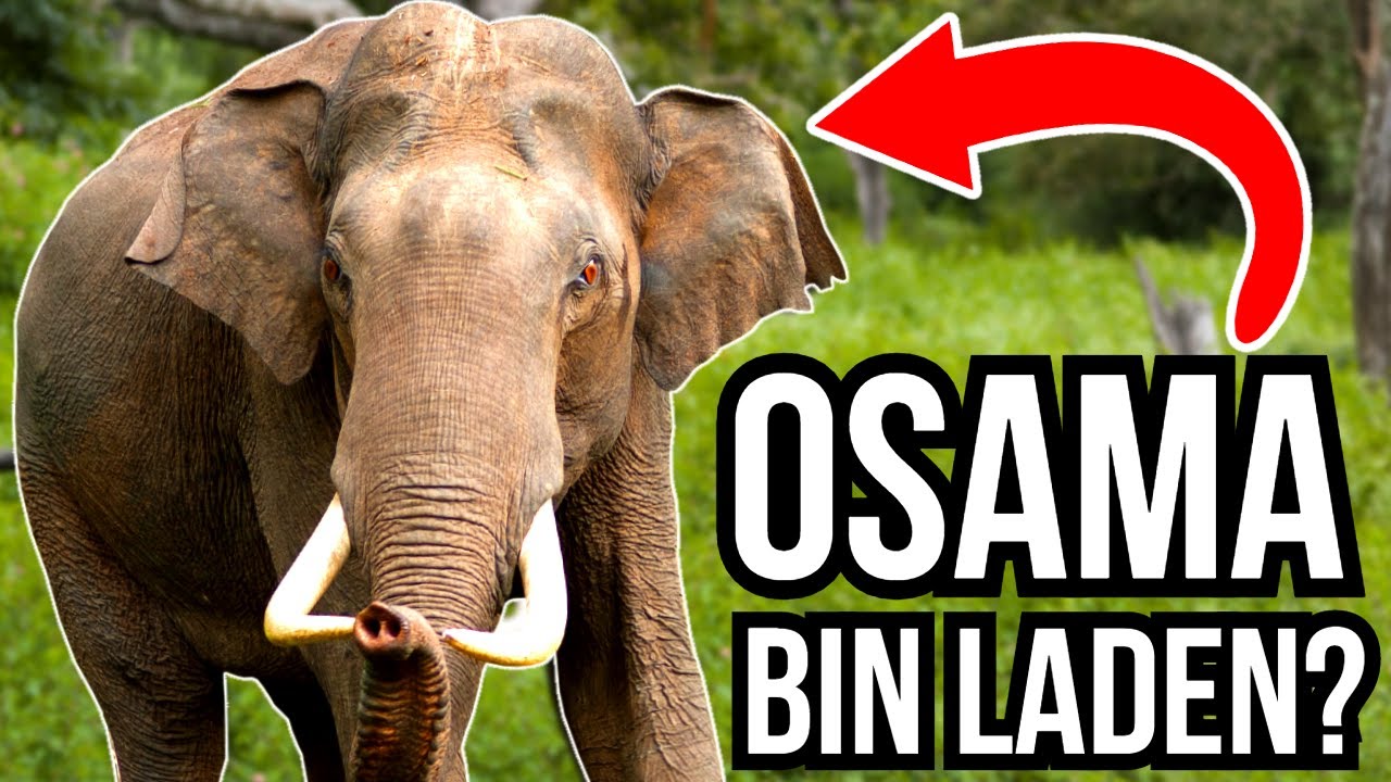 3 Famous Animals Who Became Serial Killers