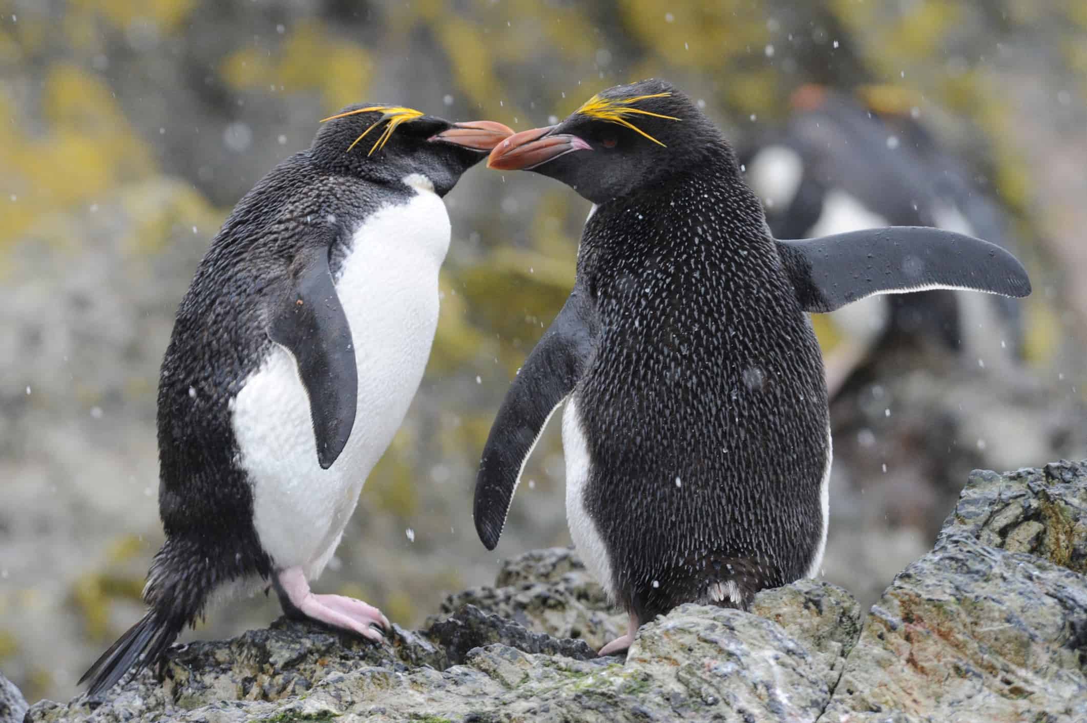 30 Fascinating Penguin Facts for Animal Lovers