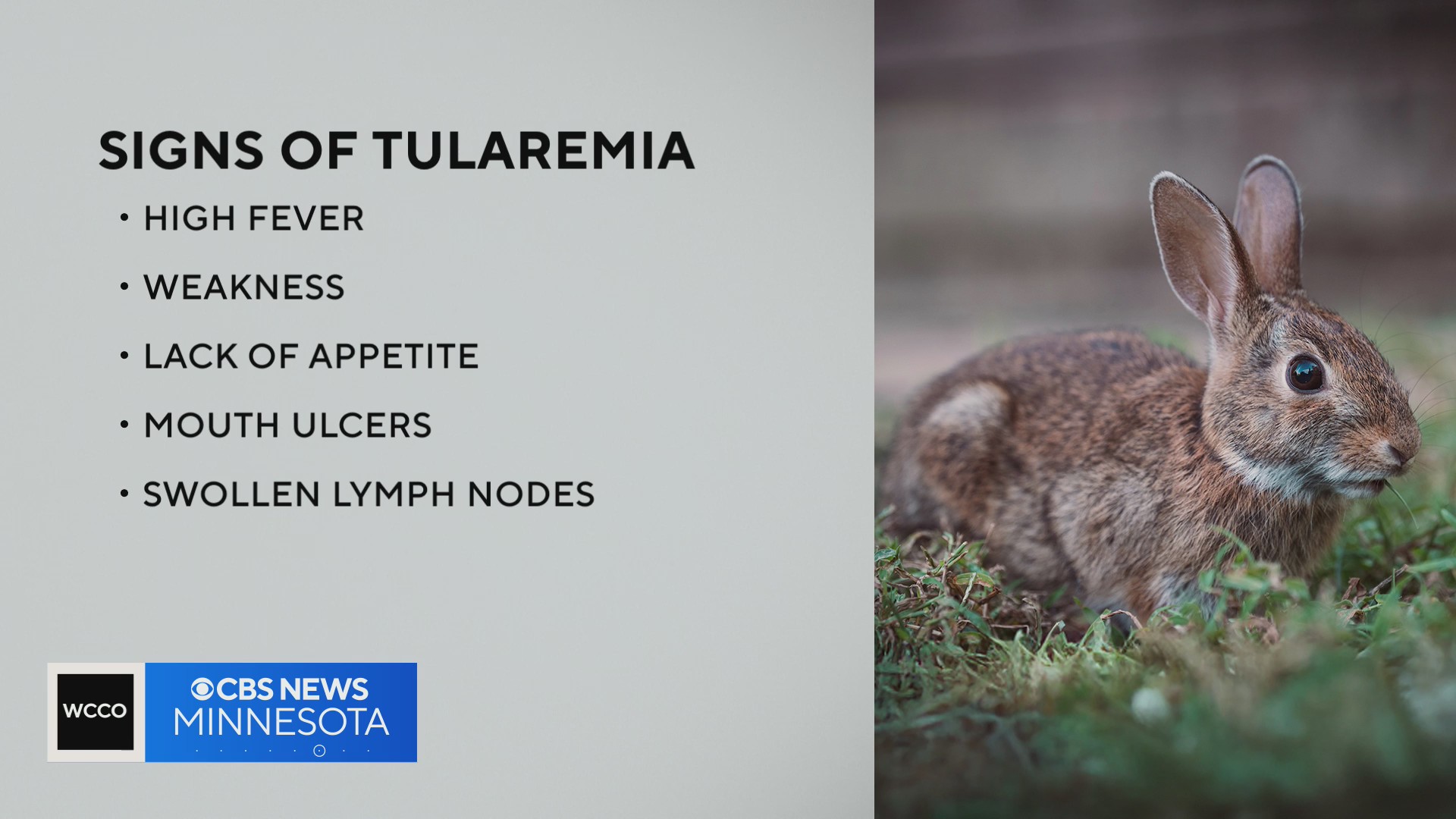 MDH warns of rise in tularemia cases