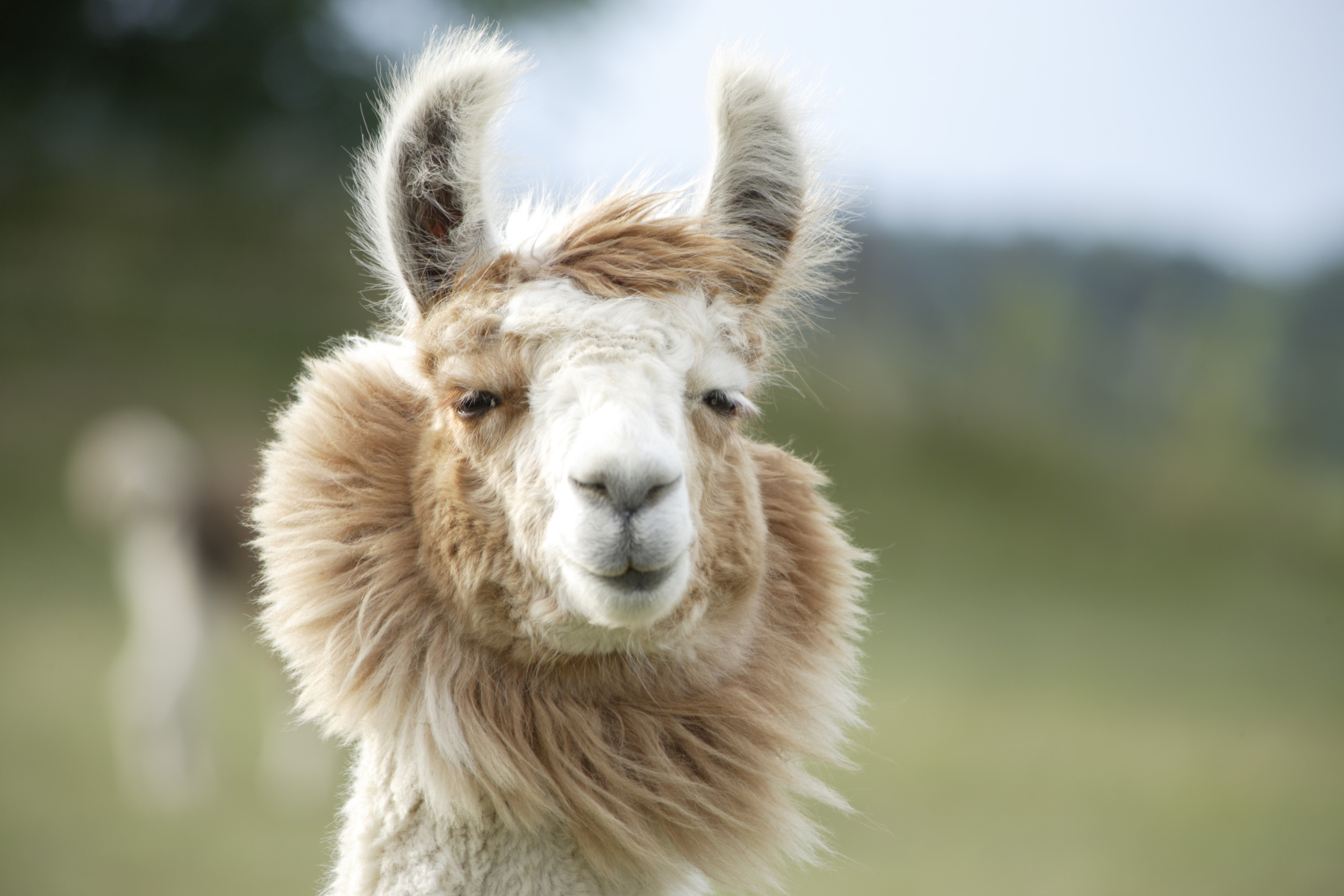Treatments from llama brains can help people with schizophrenia