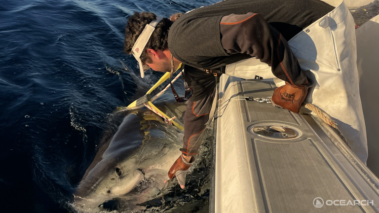 Massive Great White Shark Pings Off Nantucket Coast: Track Its Movements