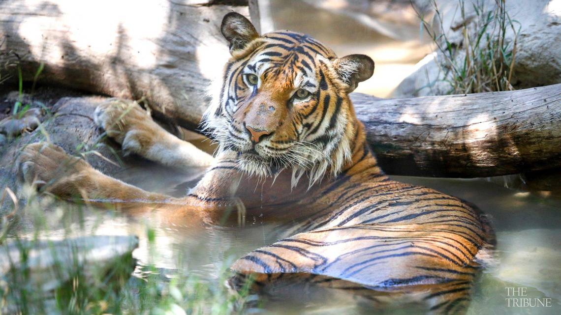 Beloved Central Coast Zoo tiger dies at 17. ‘He was family'