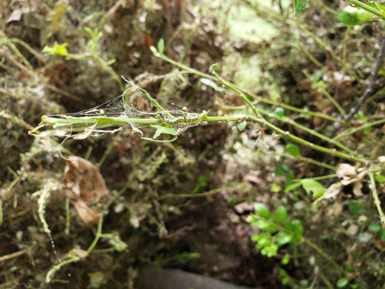 New invasive insect pest found in Virginia for the first time