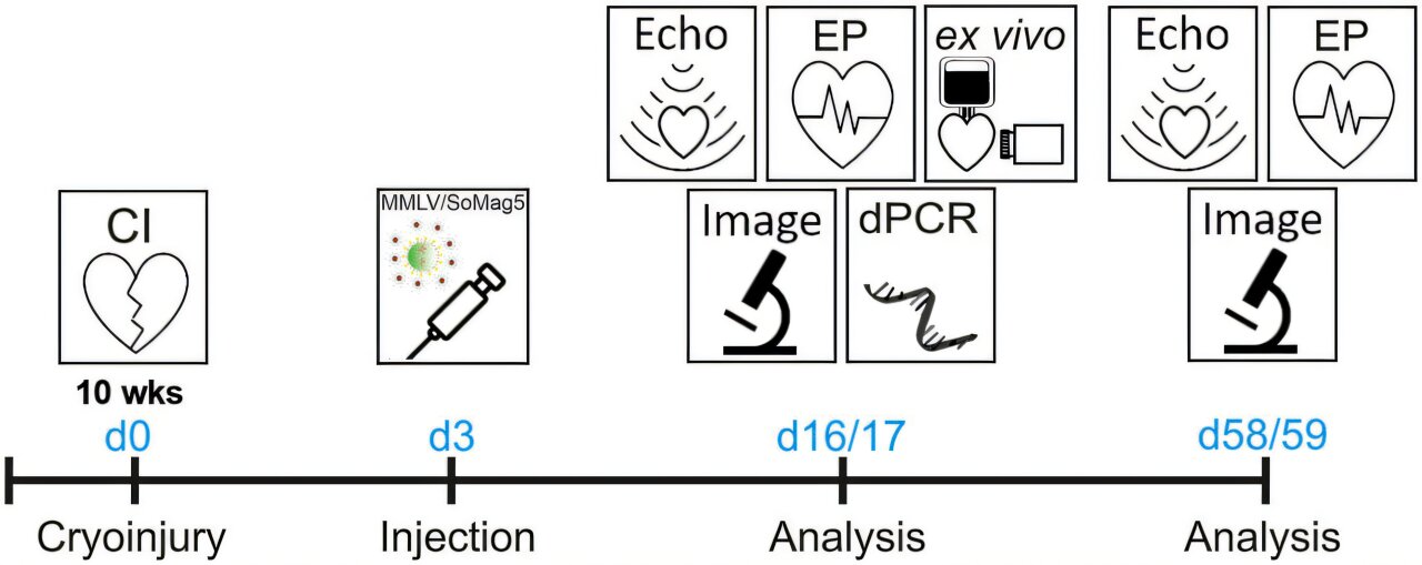 Researchers reduce cardiac arrhythmia after heart attacks using gene ...