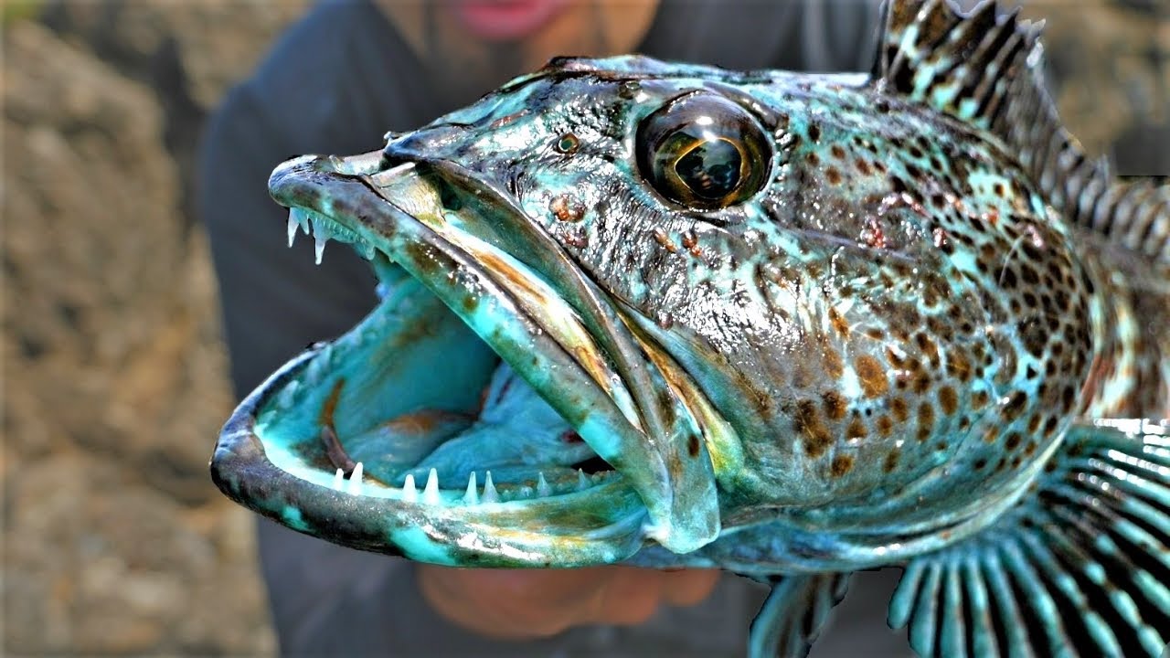 From Loss to Victory: Monster Shore Catch Story