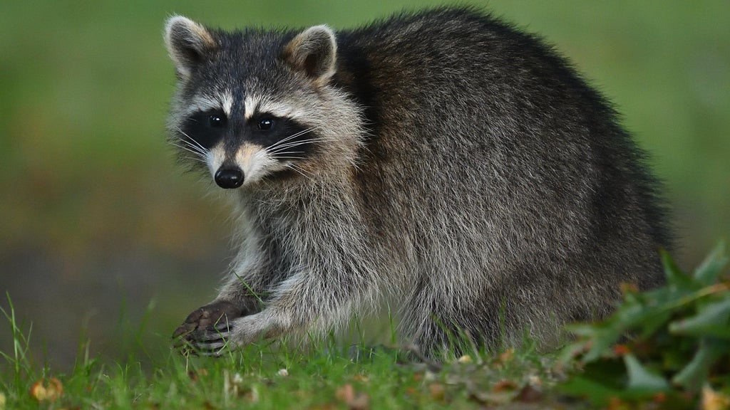 Rabies vaccinations to be distributed by air and by hand in Allegheny ...