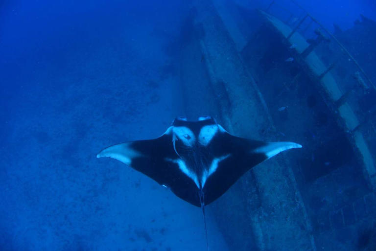 ‘Cryptic' 7-foot-long sea creature found on beach in Florida. It's a ...