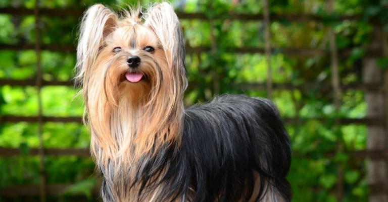 The 7 Types of Yorkie Breeds and How to Choose the Best One