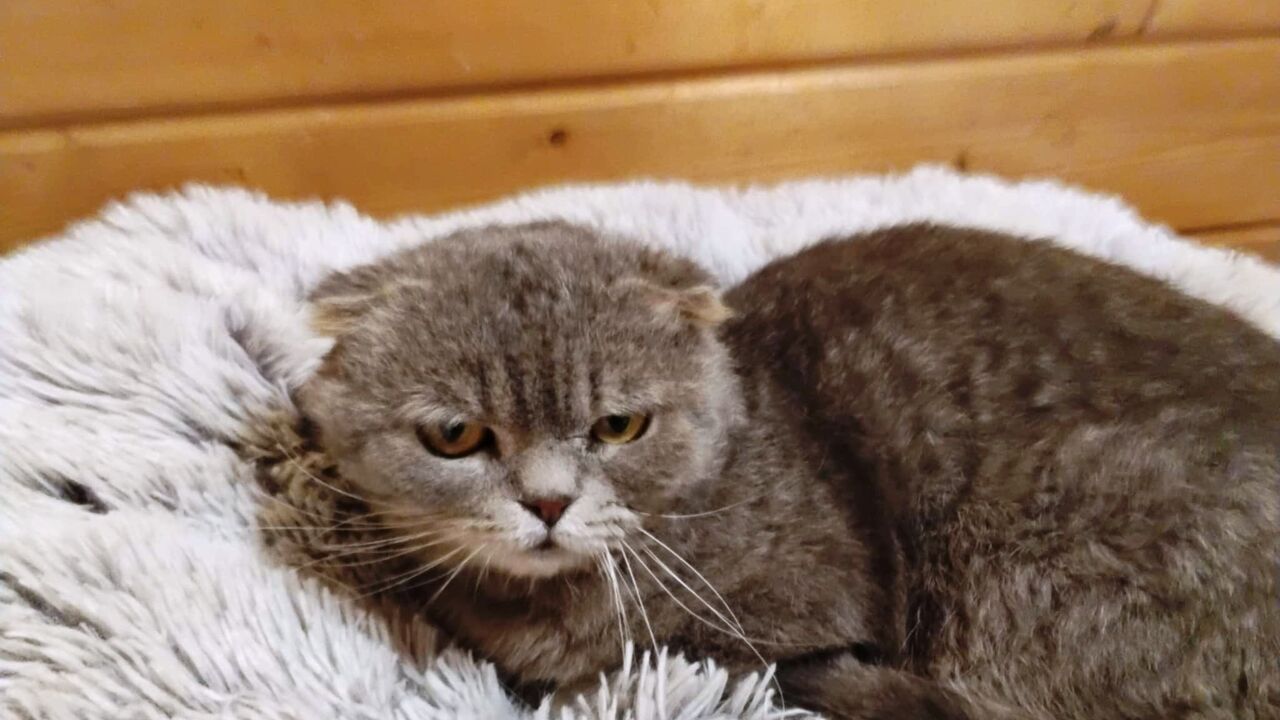 Kat Maximus van premier De Wever gere...