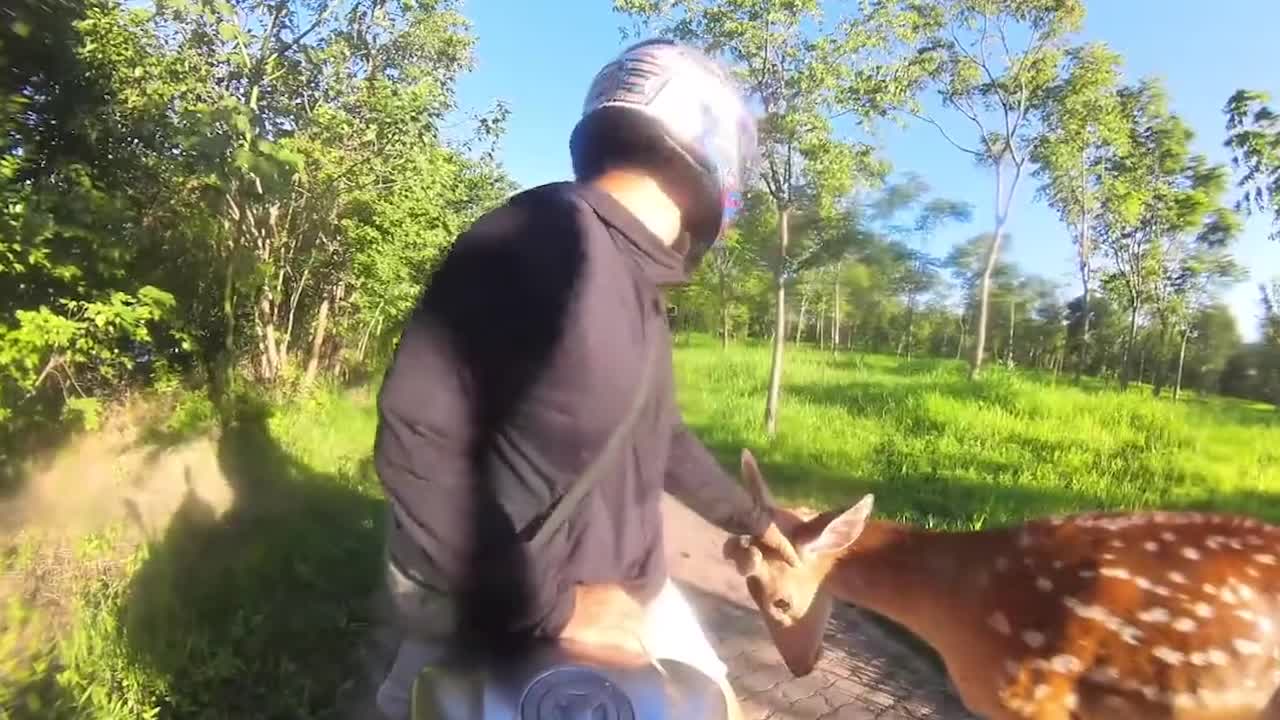 Angry deer attacks scooter rider in park in China
