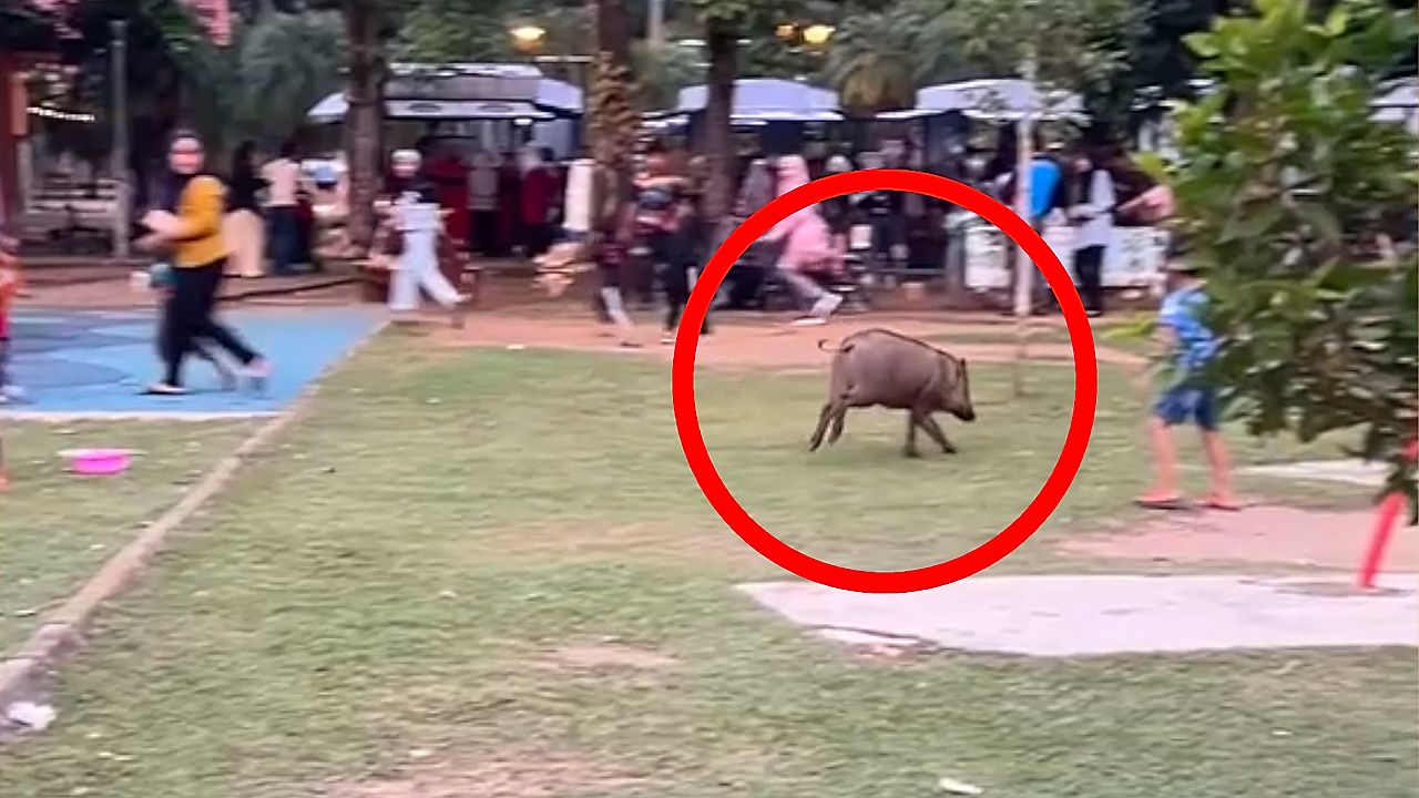 Wild boar storms kids' party in Malaysian park