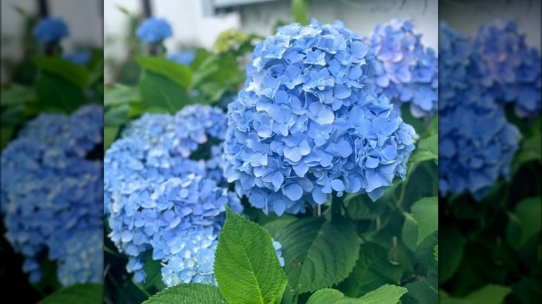 The Best Blue Hydrangea Varieties To Have In Your Garden