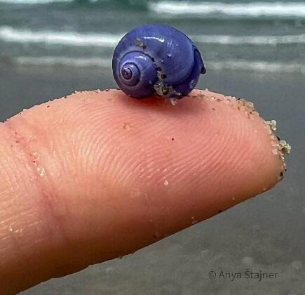 Rare purple sea snails found on San Diego beach