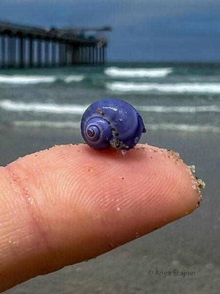 Rare purple sea snails found on San Diego beach