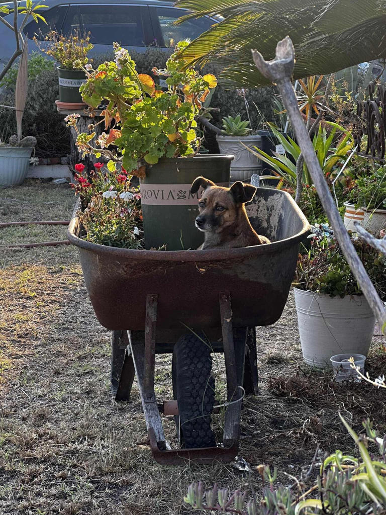 Dog Waits For Days In Wheelbarrow, Hoping Family Will Come Back For Him